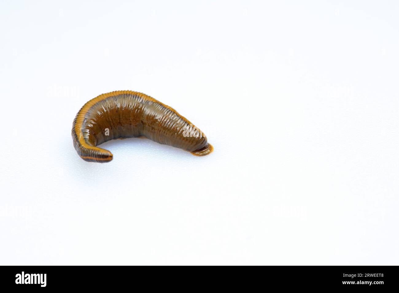 Leeches close up hi-res stock photography and images - Alamy
