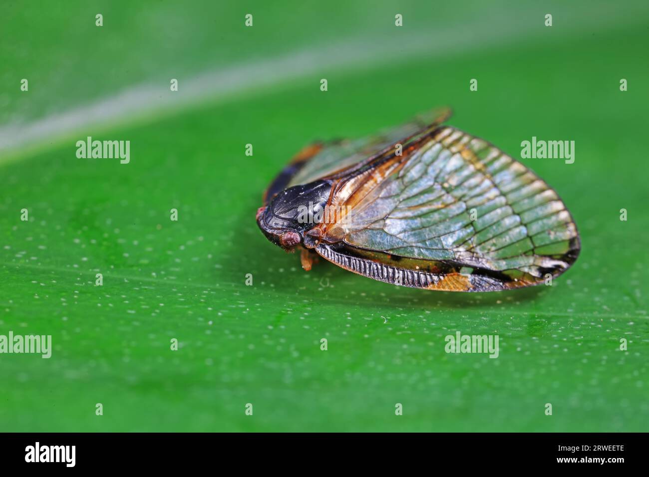 Hemiptera wax Cicadellidae insects on wild plants, North China Stock ...