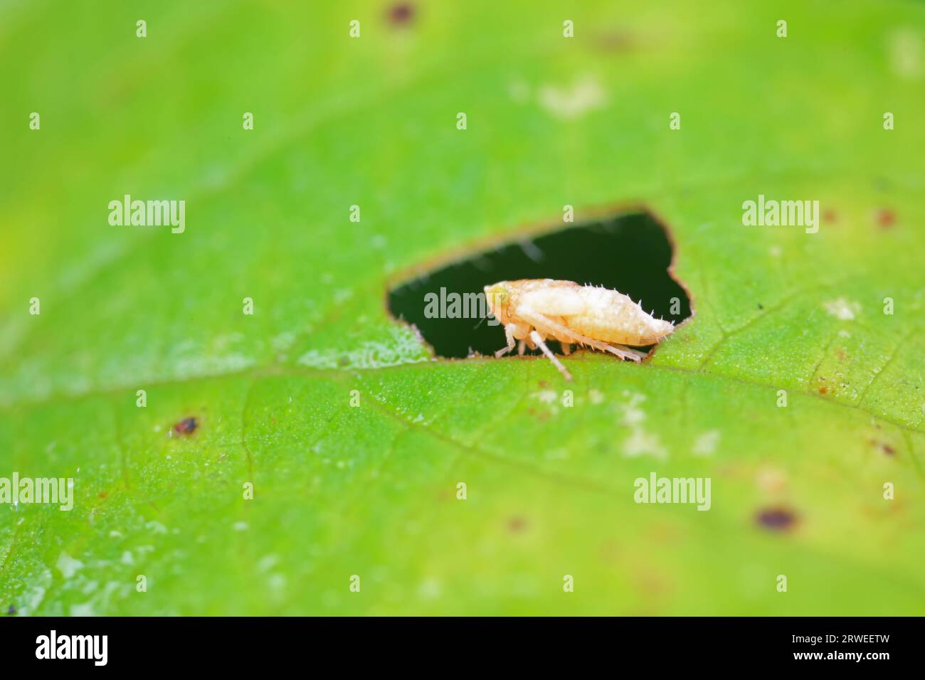 Leaf cicada on wild plants, North China Stock Photo - Alamy