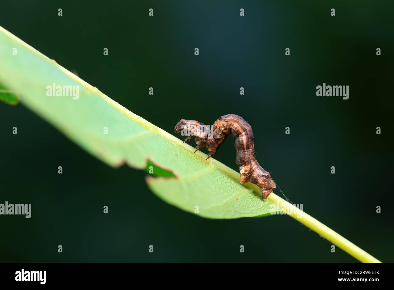 Lepidoptera larva inchworm in the wild, North China Stock Photo - Alamy
