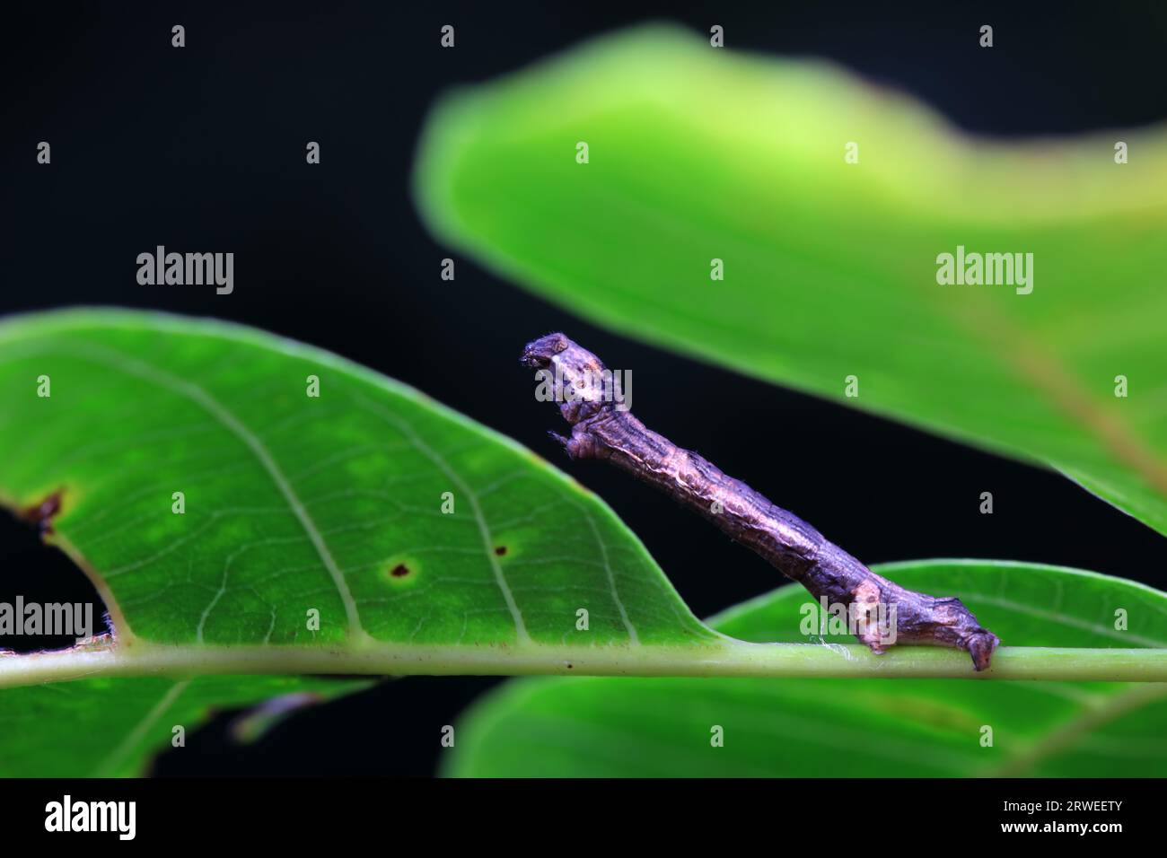 Lepidoptera larva inchworm in the wild, North China Stock Photo - Alamy