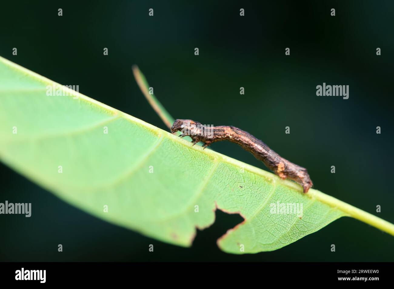 Lepidoptera larva inchworm in the wild, North China Stock Photo - Alamy