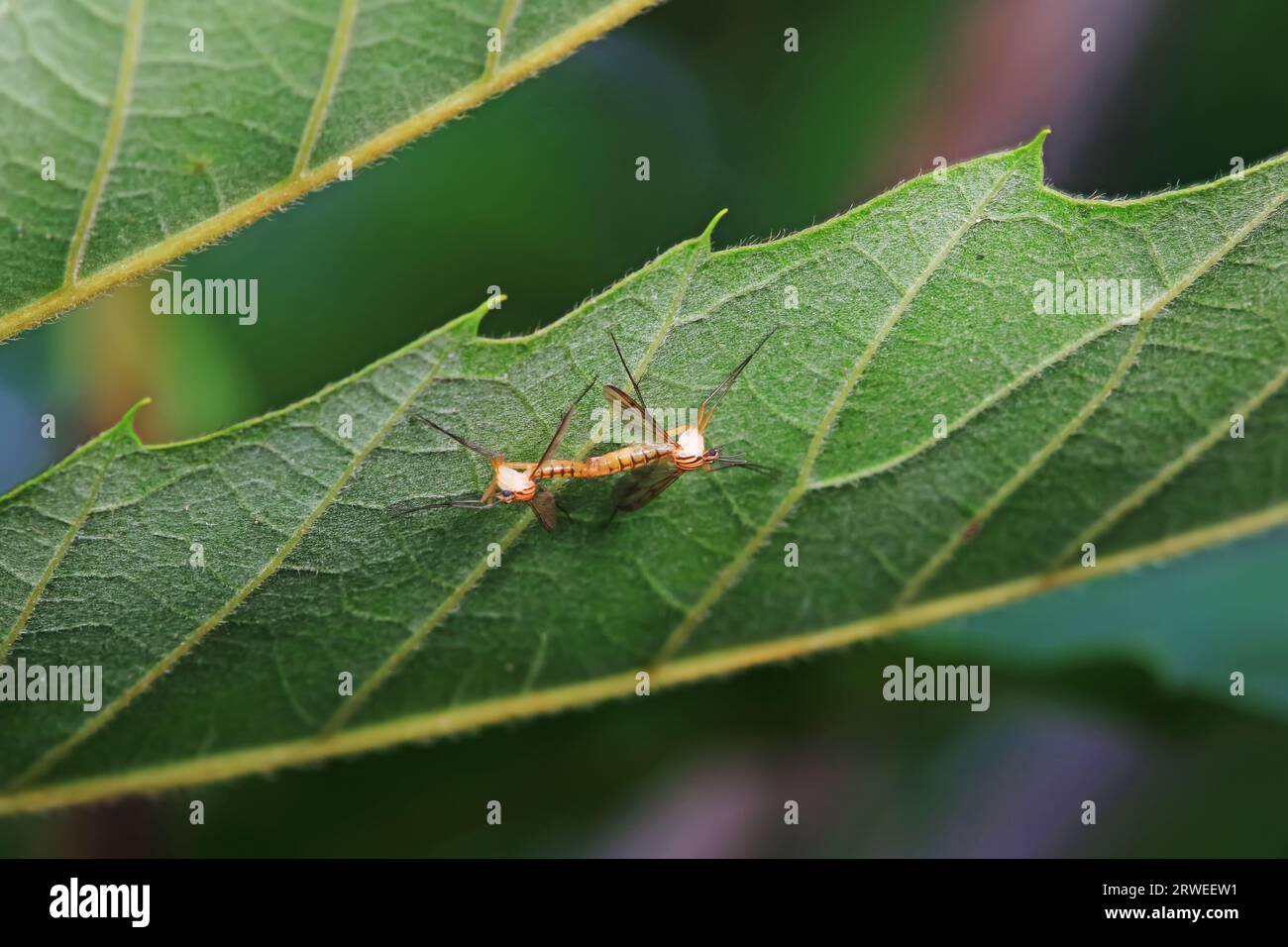 mosquito insect in the wild, North China Stock Photo - Alamy