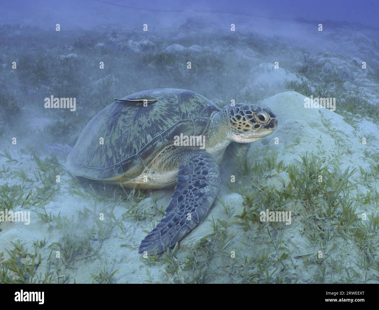 Green turtle (Chelonia mydas) with ship holder (Remora remora), lying ...