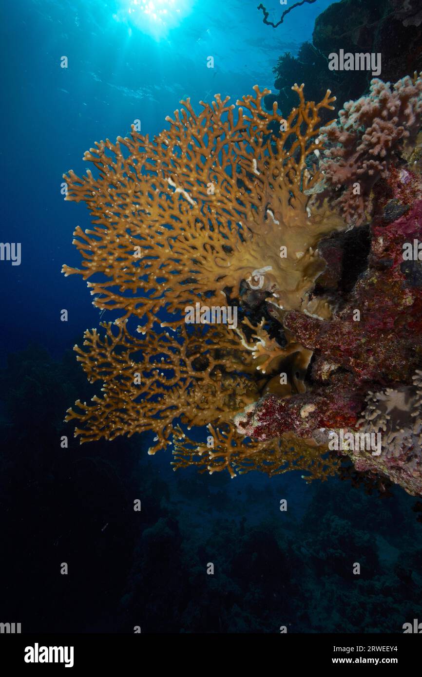 Net fire coral (Millepora dichotoma) in backlight, sun rays. Dive site ...