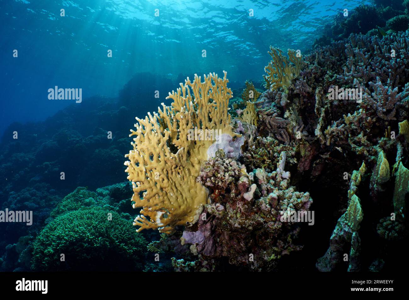 Net fire coral (Millepora dichotoma) in backlight, sun rays. Dive site ...