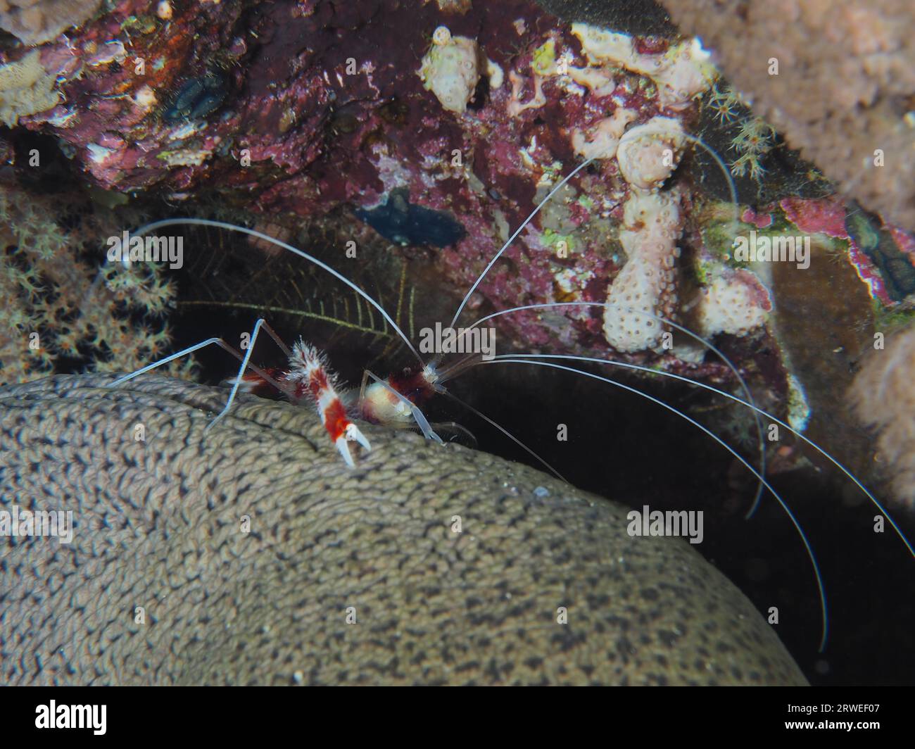 Banded coral shrimp (Stenopus hispidus), cleaner shrimp, on ...