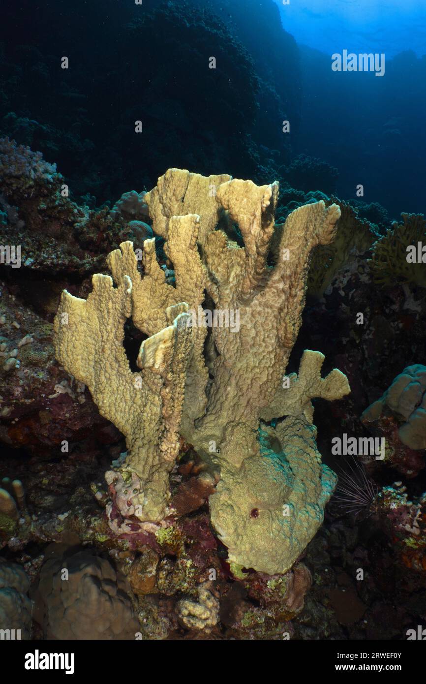 Blade firel coral (Millepora platyphylla), Shaab Claudia reef dive site ...