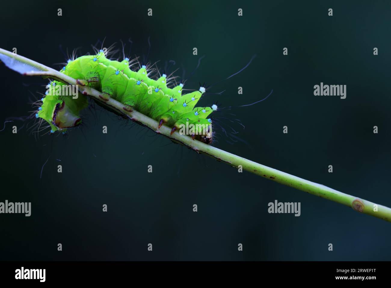 Lepidoptera larvae in the wild, North China Stock Photo - Alamy