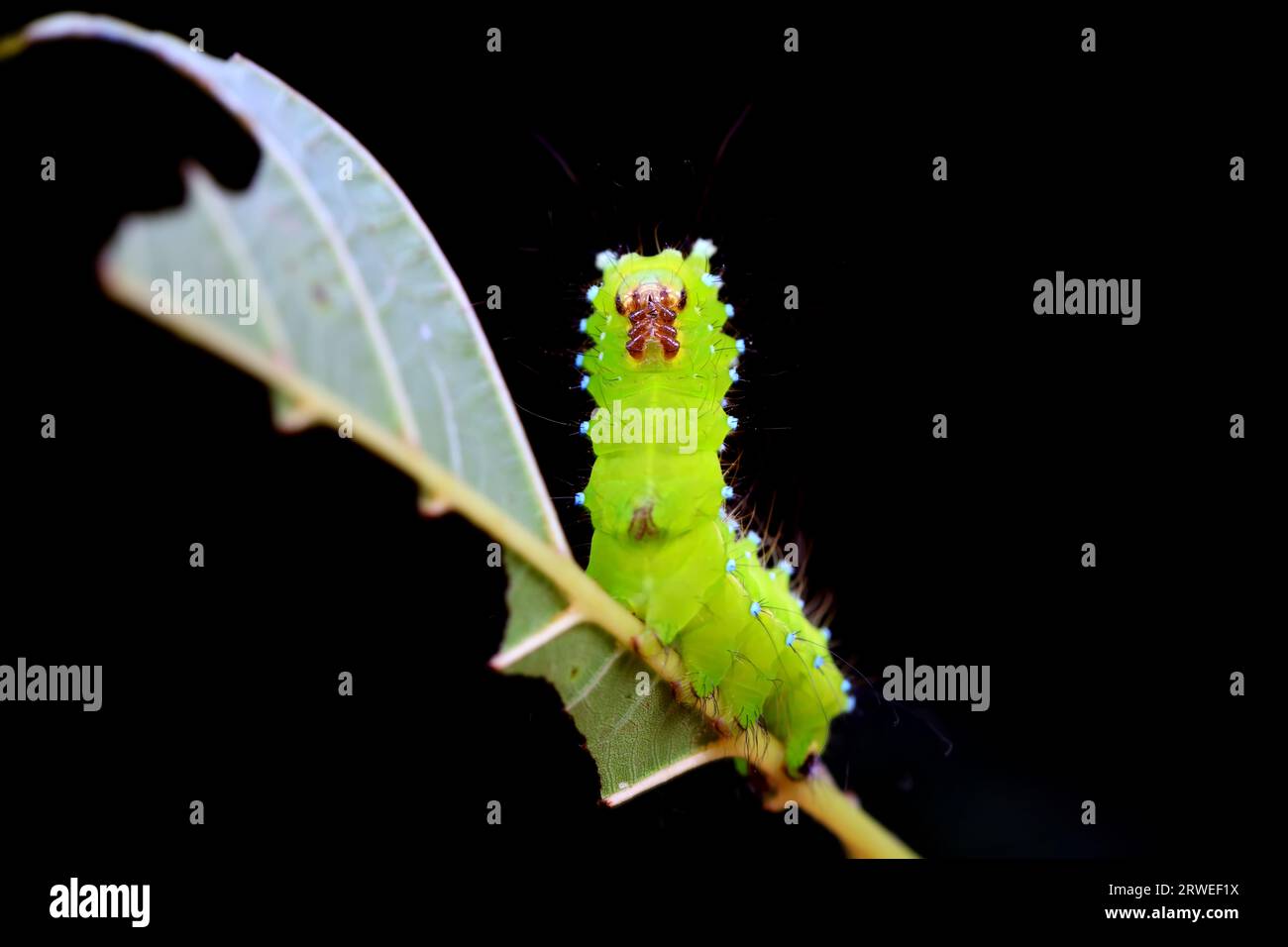 Lepidoptera larvae in the wild, North China Stock Photo - Alamy
