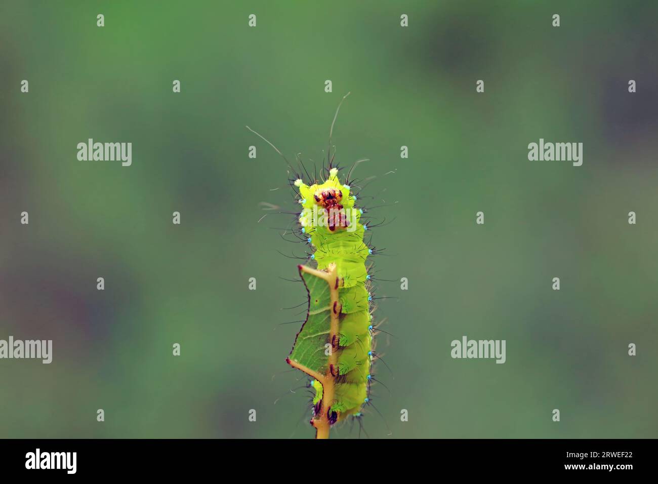 Lepidoptera larvae in the wild, North China Stock Photo - Alamy