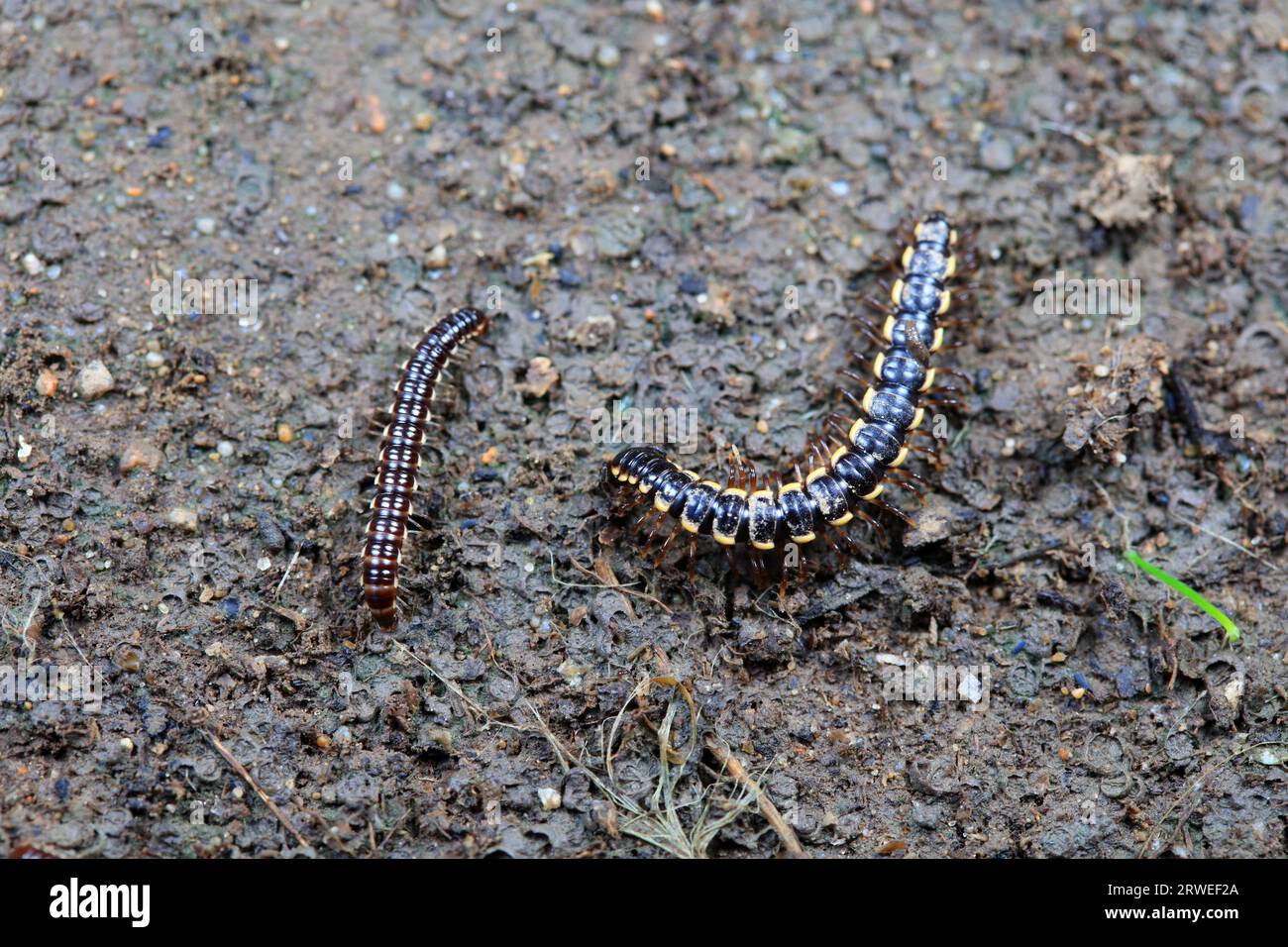 Diplopoda class hi-res stock photography and images - Alamy