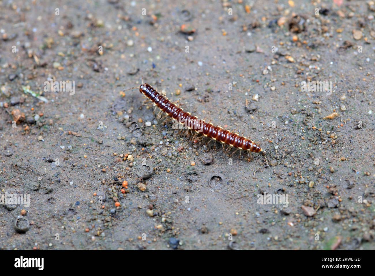 class diplopoda animal in the wild, North China Stock Photo - Alamy