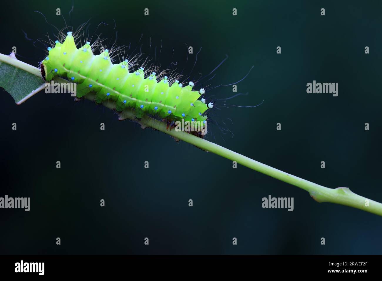Lepidoptera larvae in the wild, North China Stock Photo - Alamy