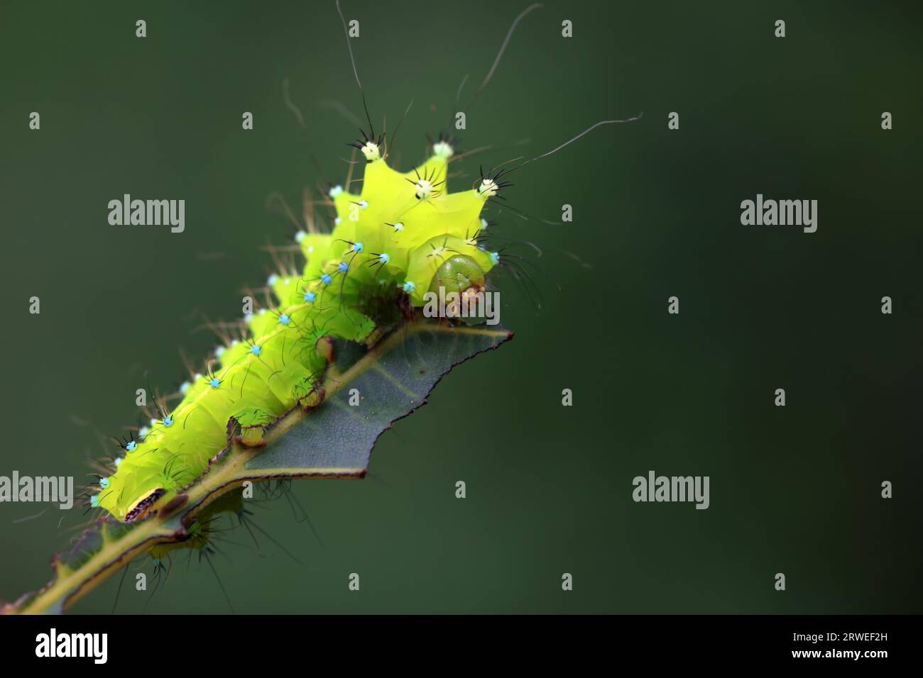 Lepidoptera larvae in the wild, North China Stock Photo - Alamy