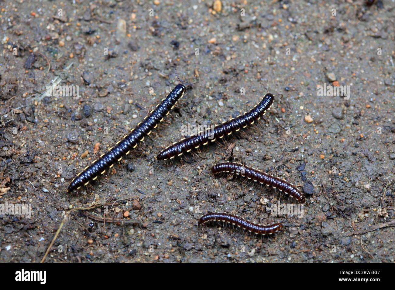 Class reptile hi-res stock photography and images - Alamy