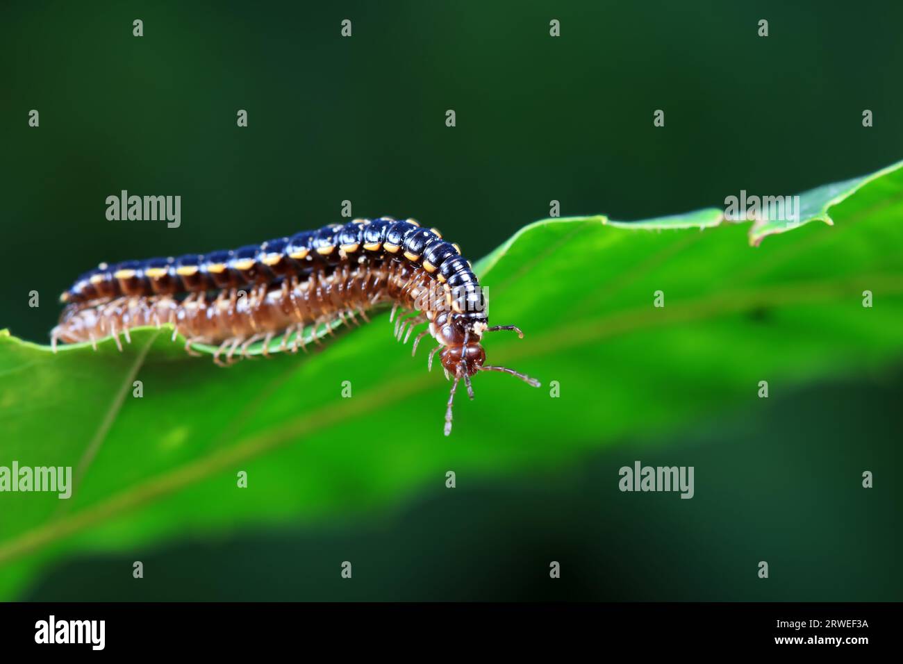 Diplopoda class hi-res stock photography and images - Alamy