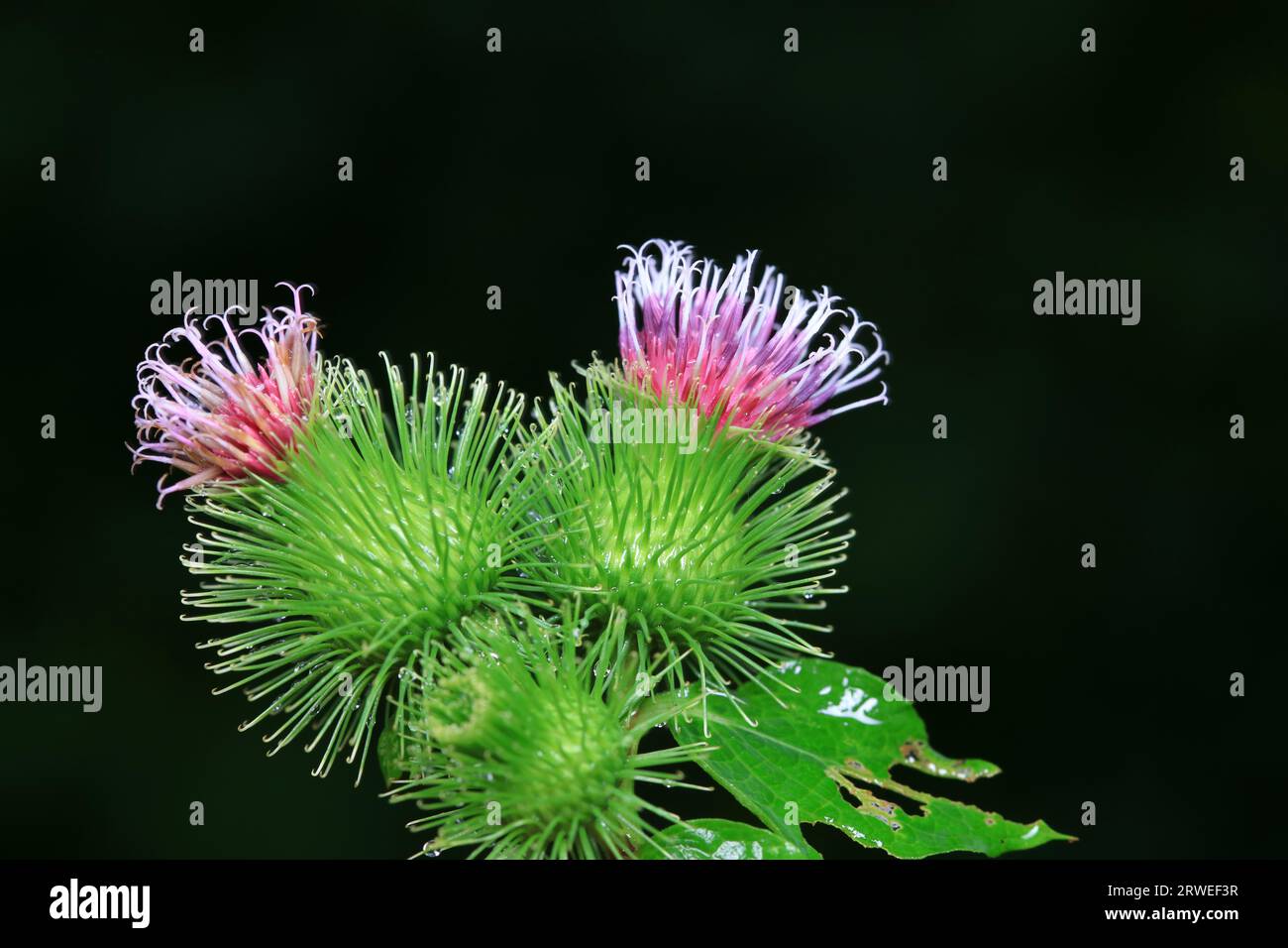 Wild burdock flower, a wild plant, North China Stock Photo - Alamy
