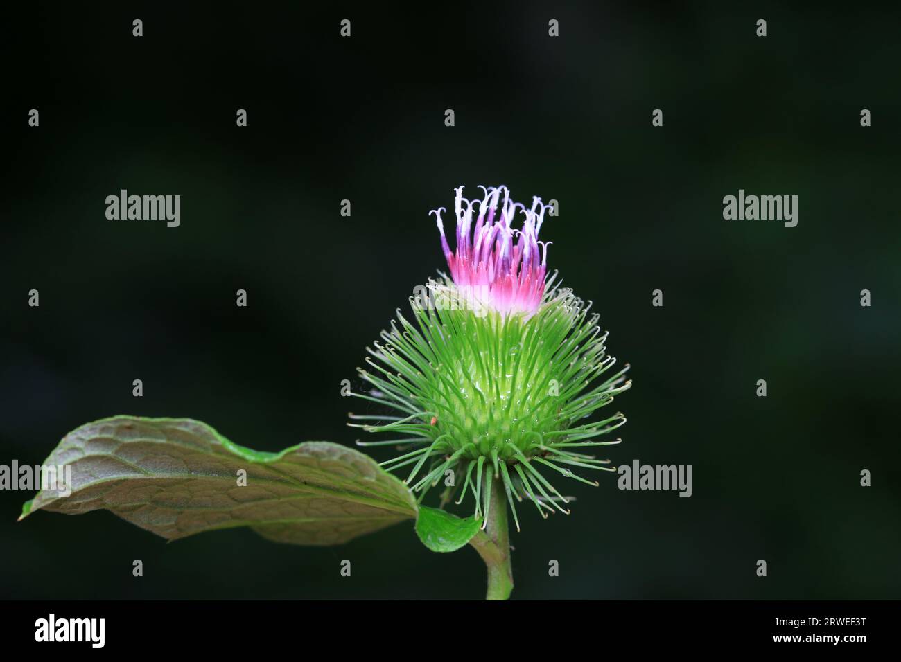 Wild burdock flower, a wild plant, North China Stock Photo - Alamy