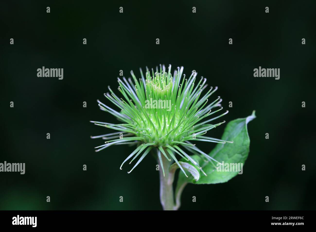 Wild burdock flower, a wild plant, North China Stock Photo - Alamy