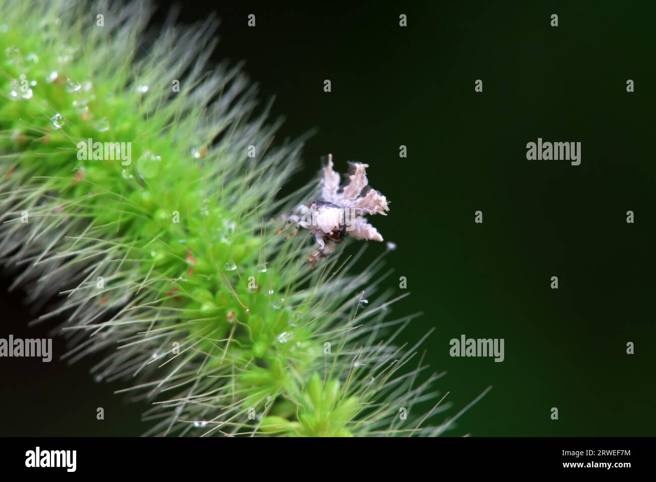 Hemiptera wax Cicadellidae insects on wild plants, North China Stock ...
