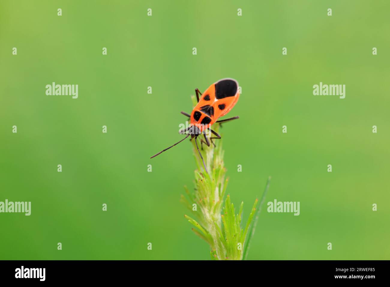 Hemiptera bugs in the wild, North China Stock Photo - Alamy