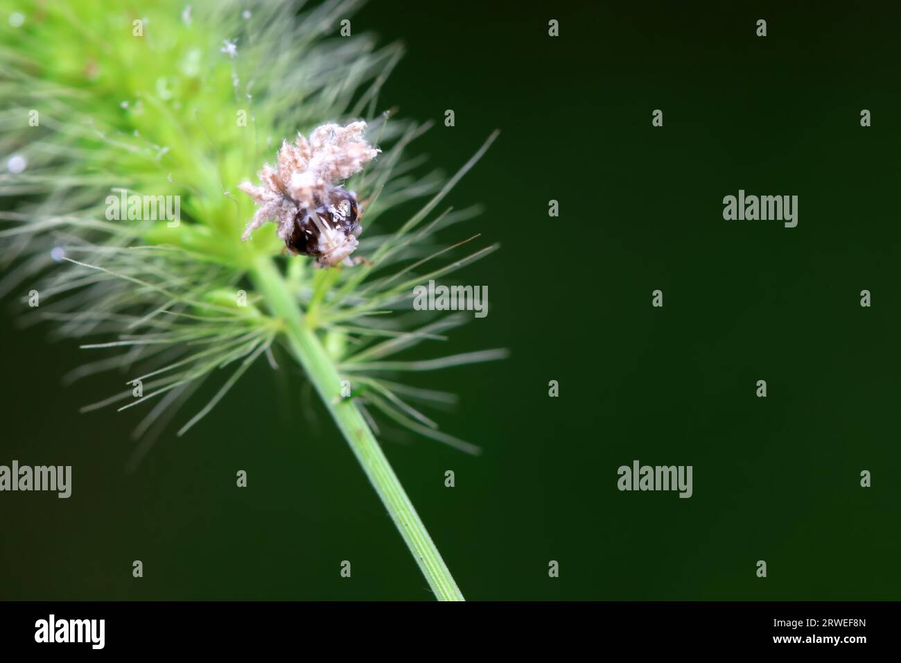 Hemiptera wax Cicadellidae insects on wild plants, North China Stock ...