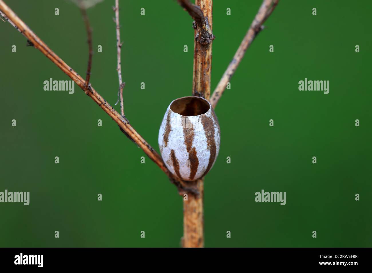 Insect cocoon shells on wild plants, North China Stock Photo - Alamy