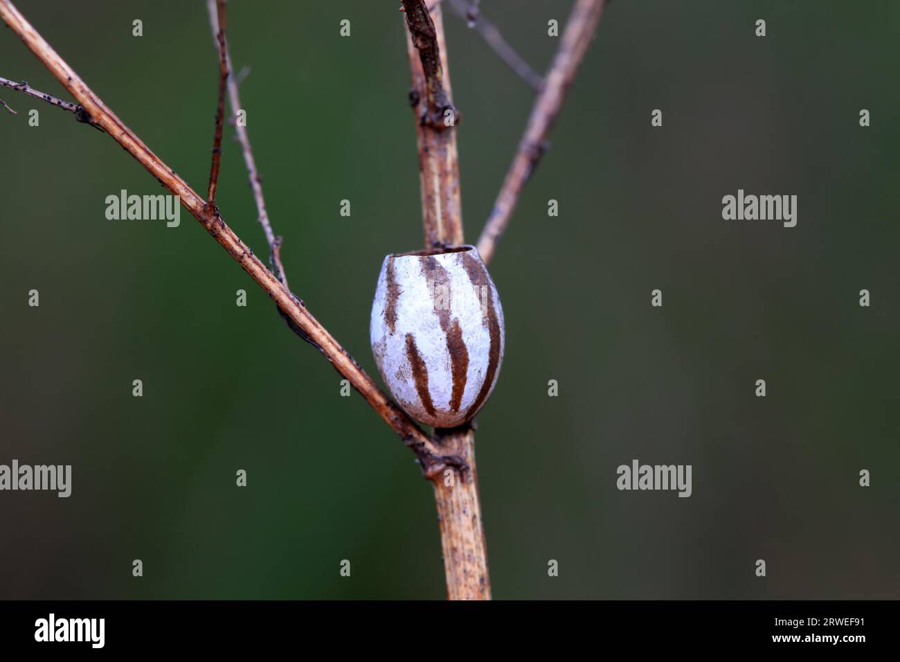 Insect cocoon shells on wild plants, North China Stock Photo - Alamy