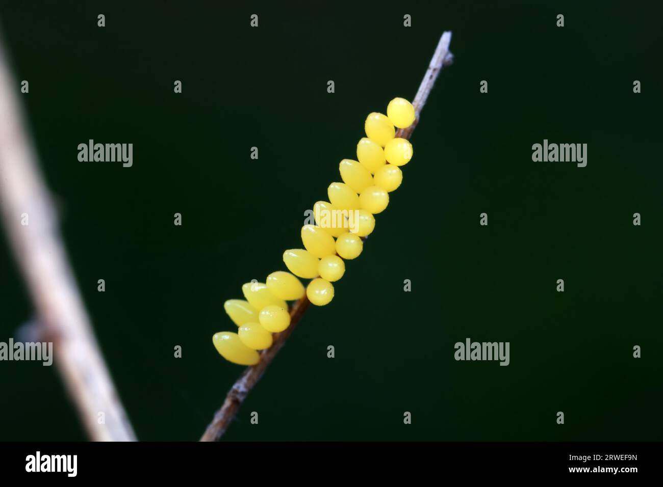 Insect eggs on wild plants, North China Stock Photo - Alamy