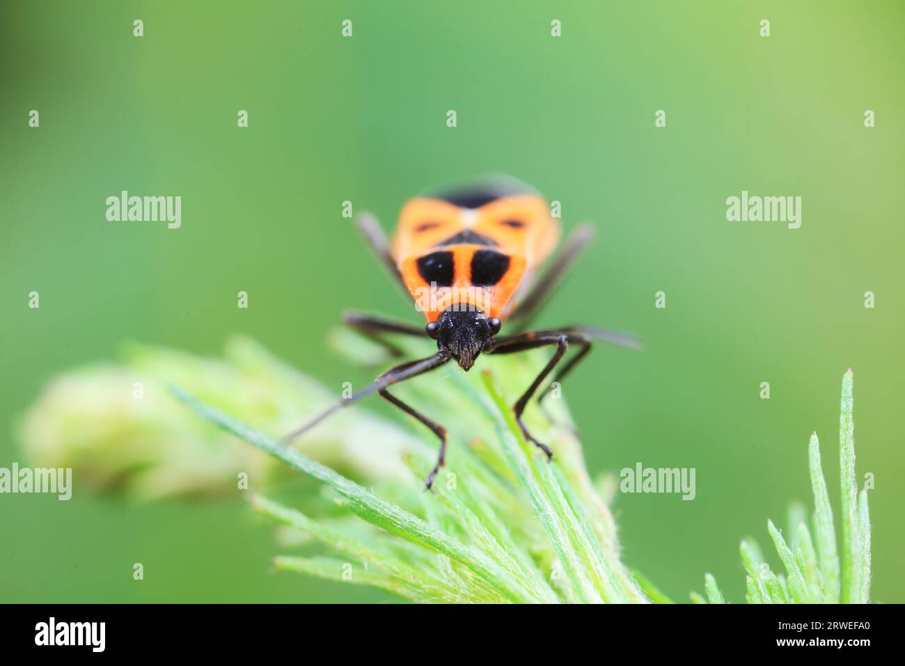 Hemiptera bugs in the wild, North China Stock Photo - Alamy