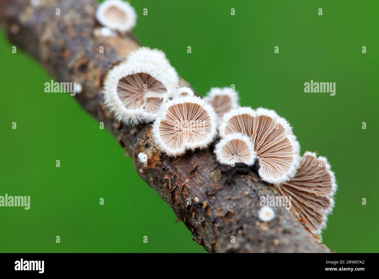 Cleft wrinkle fungus, a wild fungus, North China Stock Photo - Alamy