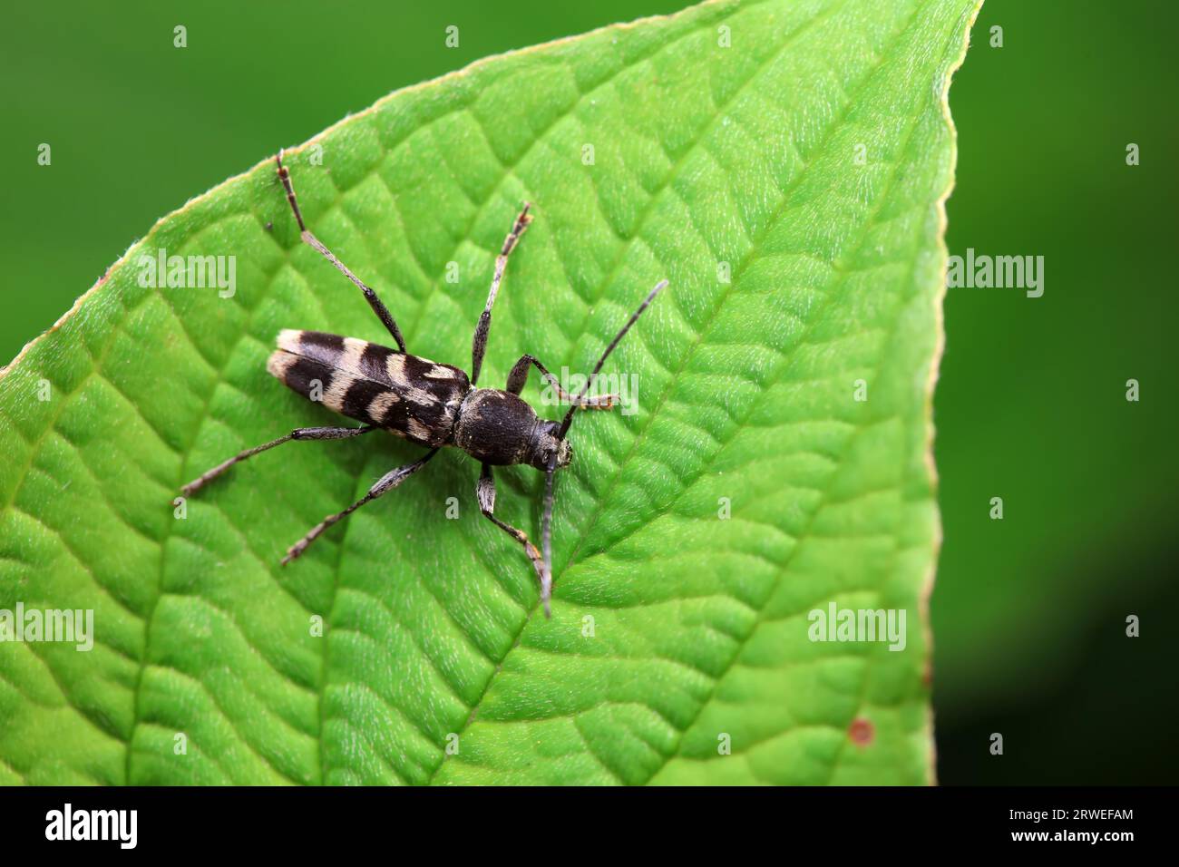 Longicorn on wild plants, North China Stock Photo - Alamy