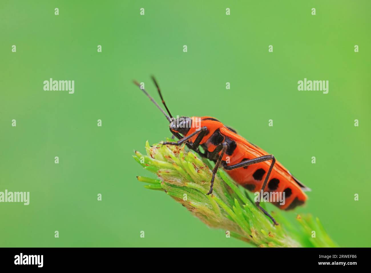Hemiptera bugs in the wild, North China Stock Photo - Alamy