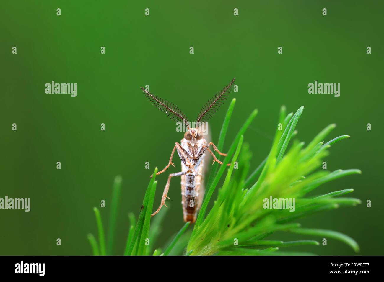 Lepidoptera insects in the wild, North China Stock Photo - Alamy