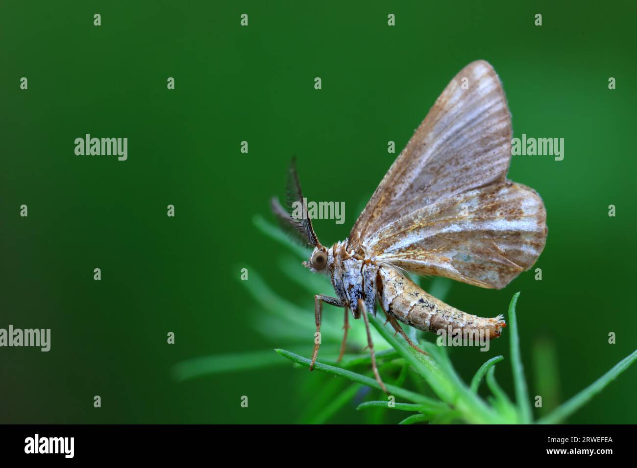 Lepidoptera insects in the wild, North China Stock Photo - Alamy