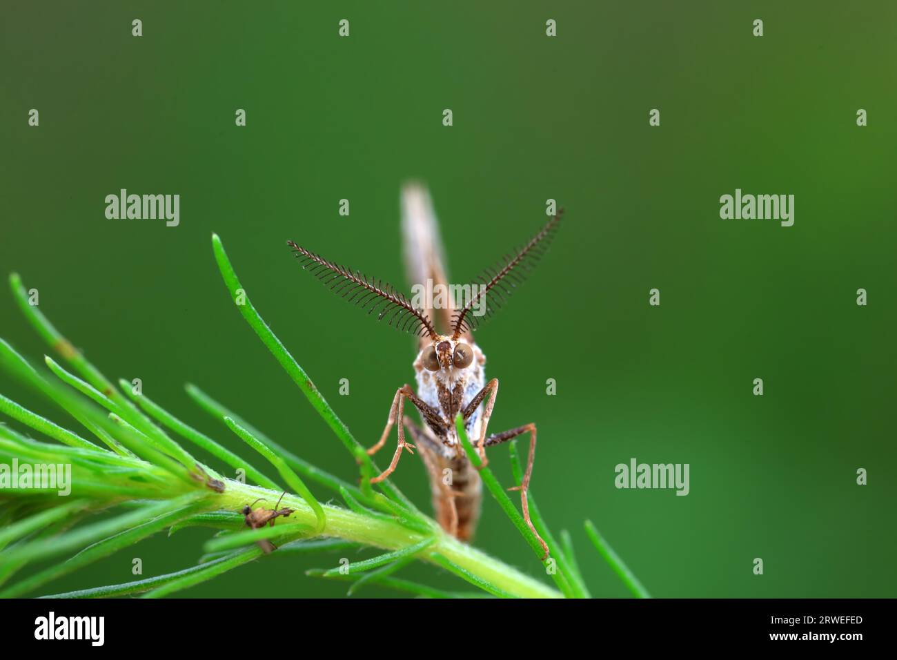 Lepidoptera insects in the wild, North China Stock Photo - Alamy