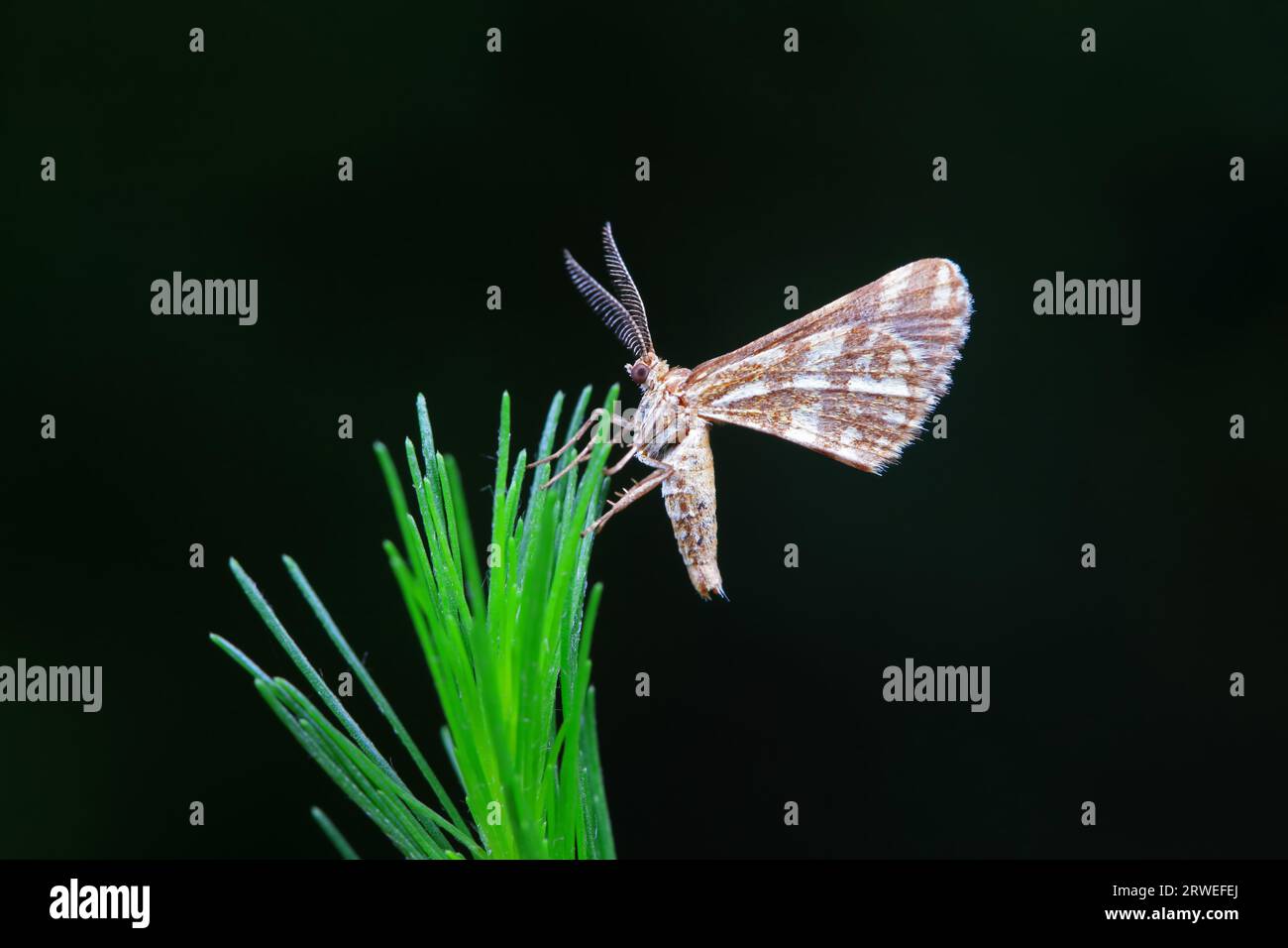 Lepidoptera insects in the wild, North China Stock Photo - Alamy