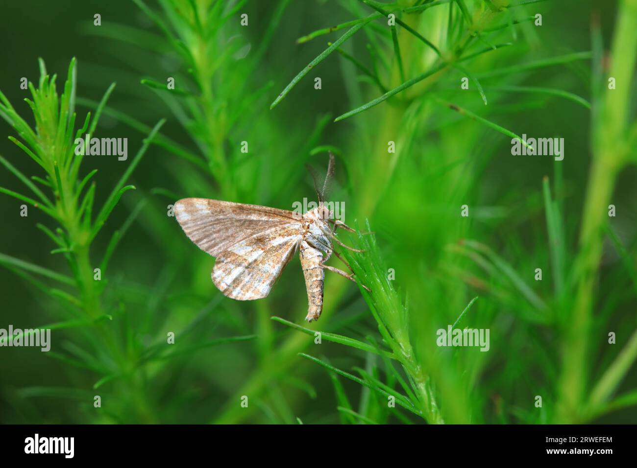 Lepidoptera insects in the wild, North China Stock Photo - Alamy