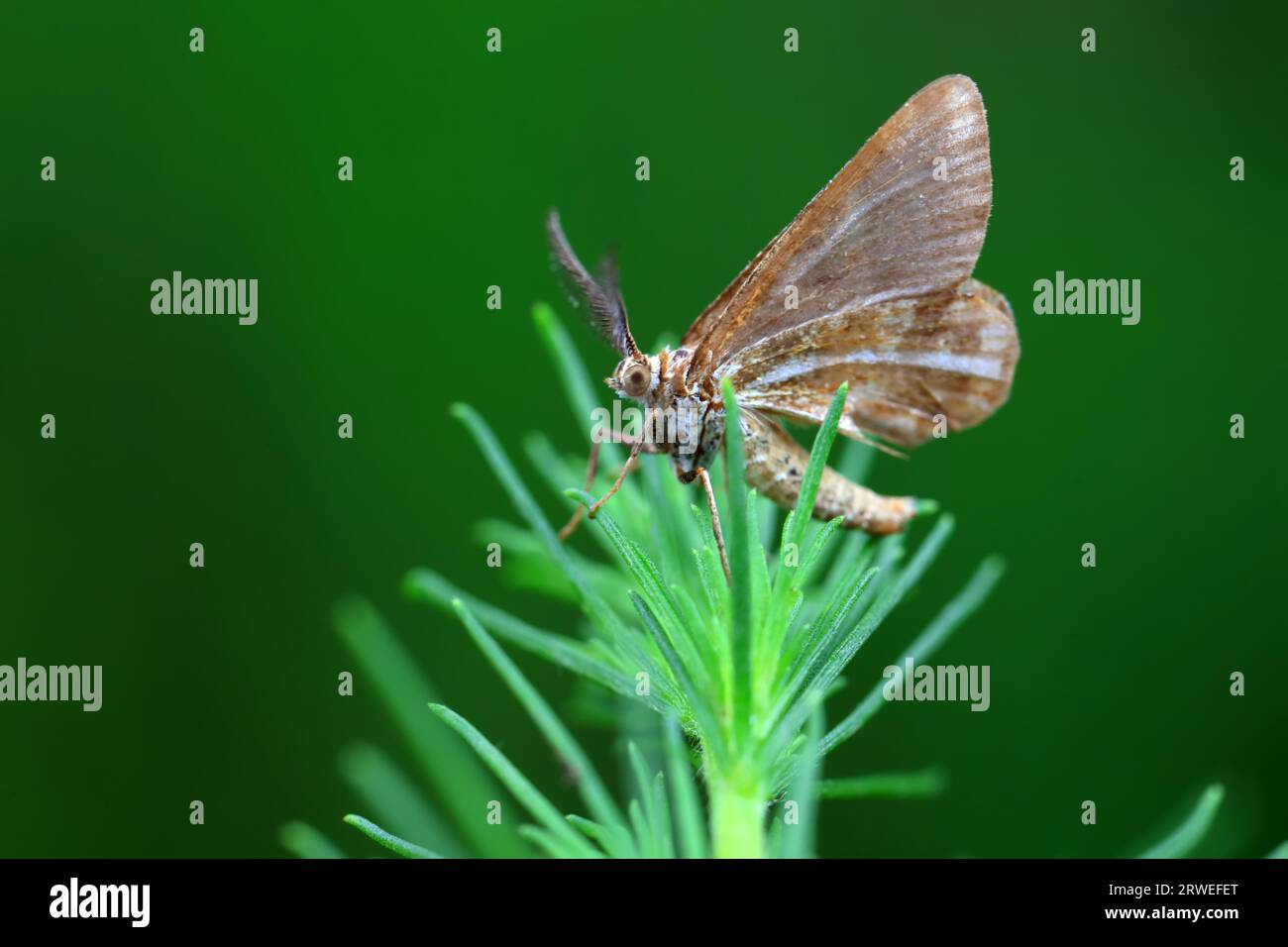 Lepidoptera insects in the wild, North China Stock Photo - Alamy