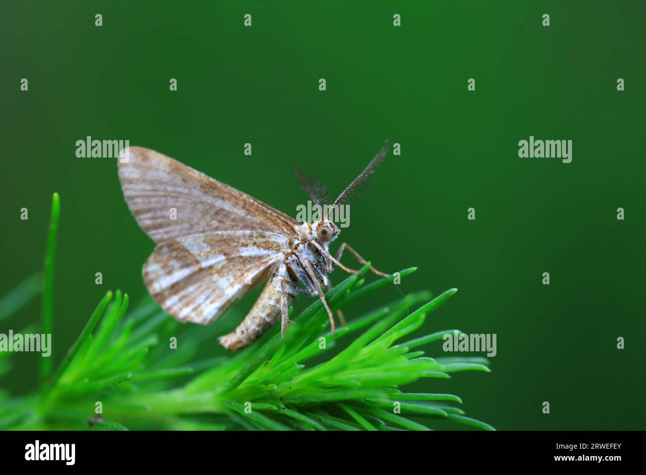 Lepidoptera insects in the wild, North China Stock Photo - Alamy