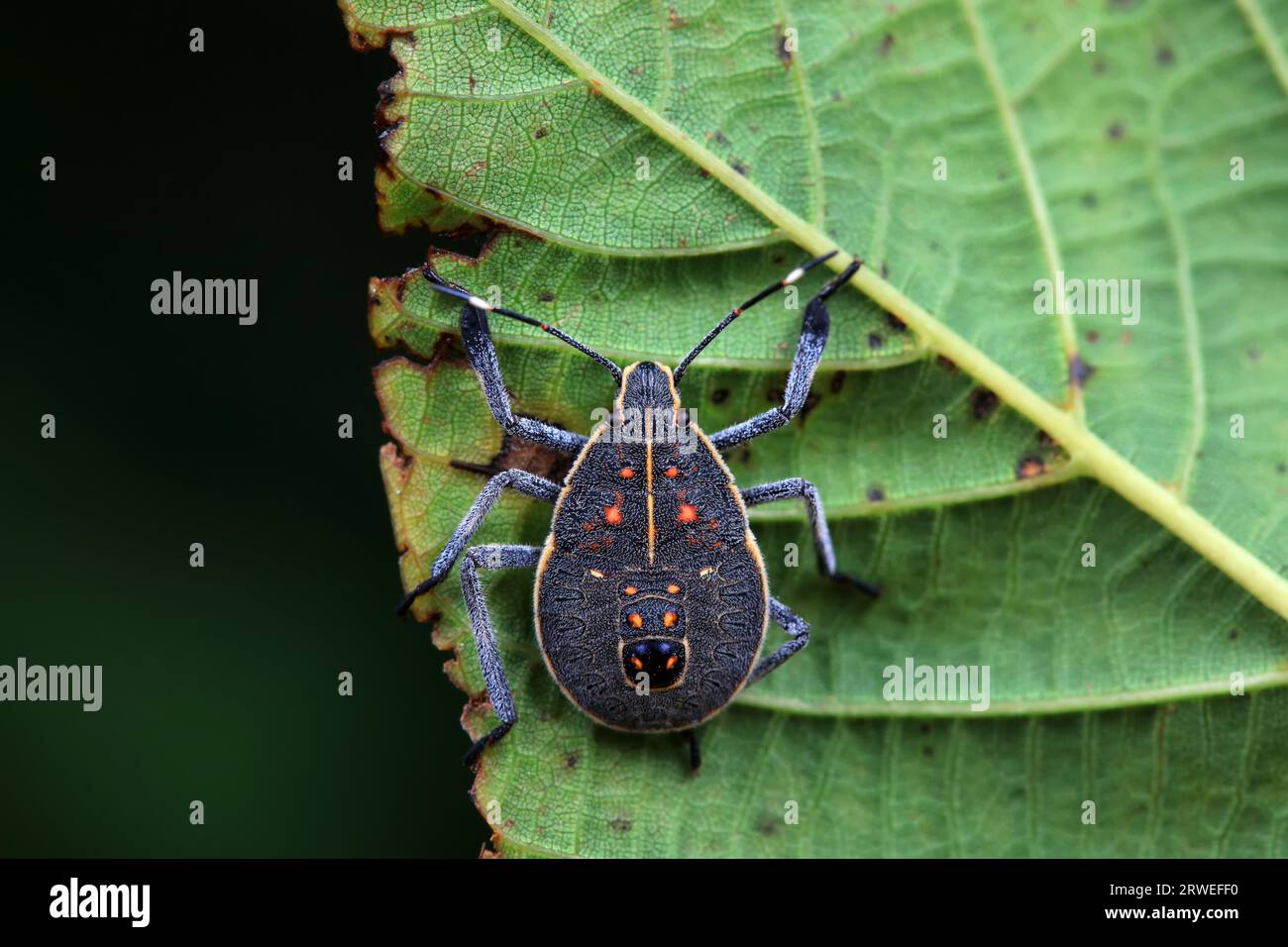 Hemiptera bugs in the wild, North China Stock Photo - Alamy