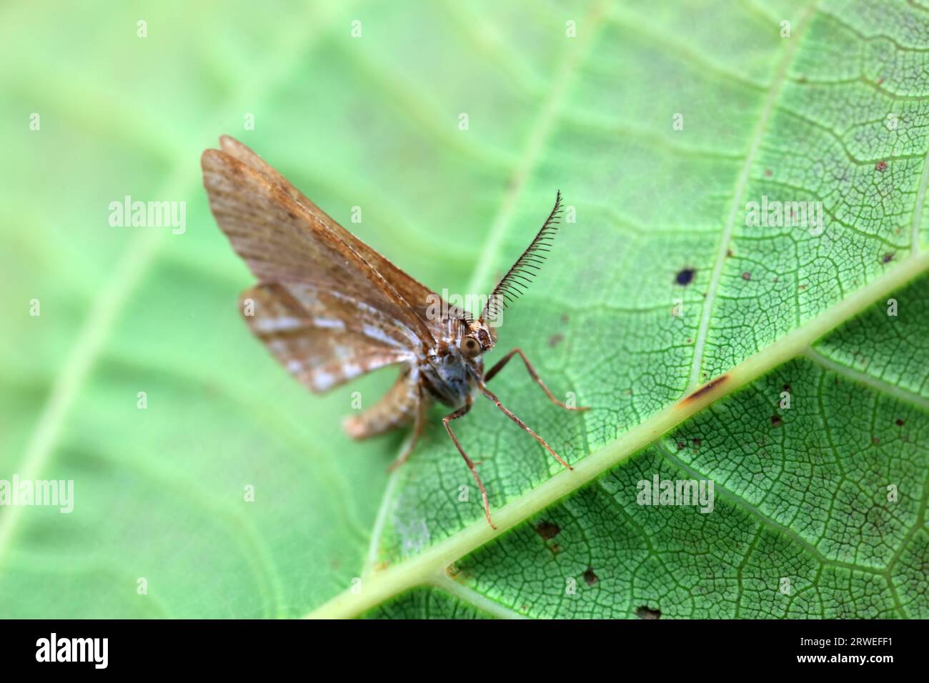 Lepidoptera insects in the wild, North China Stock Photo - Alamy