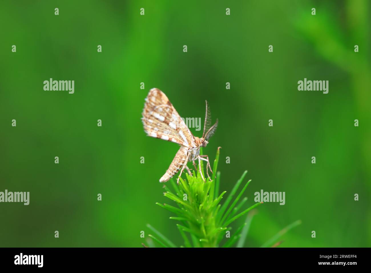 Lepidoptera insects in the wild, North China Stock Photo - Alamy
