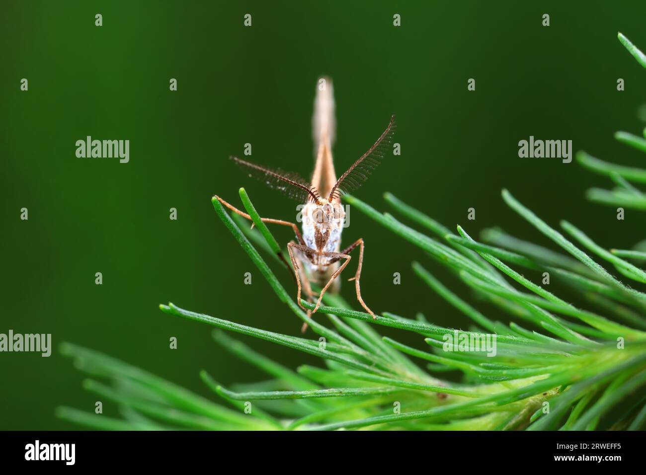 Lepidoptera insects in the wild, North China Stock Photo - Alamy