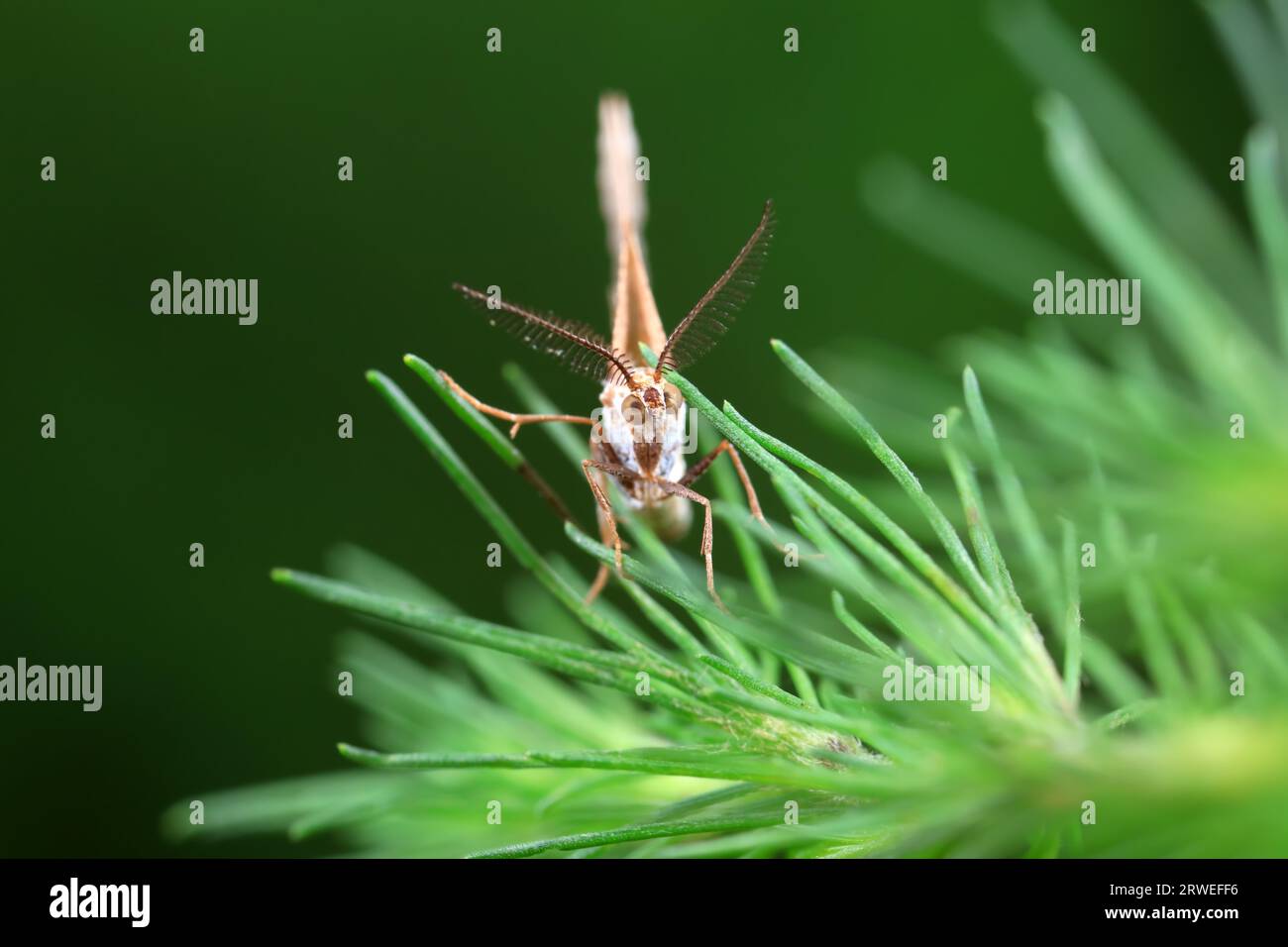Lepidoptera insects in the wild, North China Stock Photo - Alamy