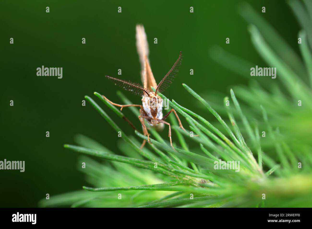 Lepidoptera insects in the wild, North China Stock Photo - Alamy