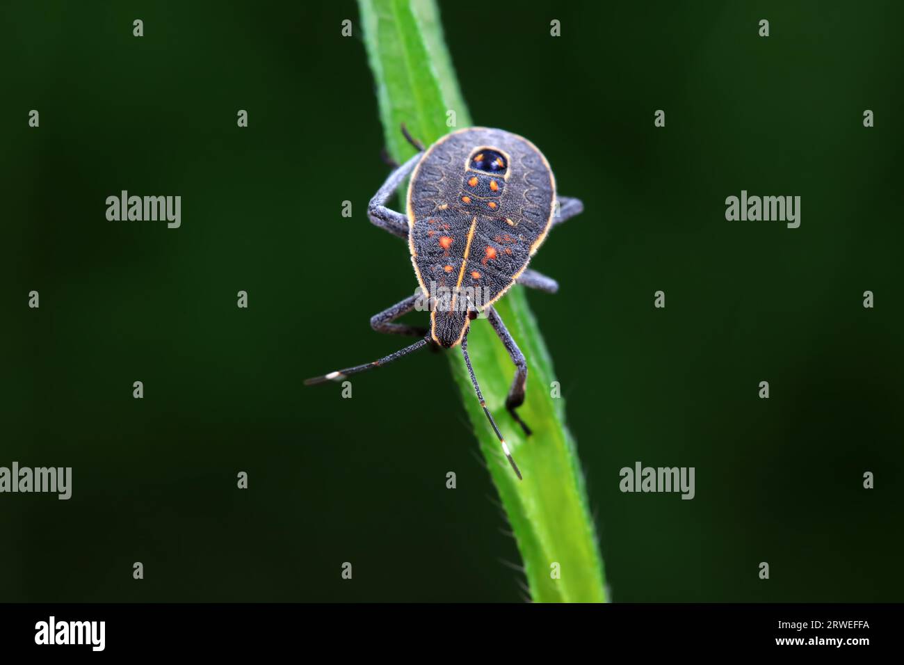 Hemiptera bugs in the wild, North China Stock Photo - Alamy