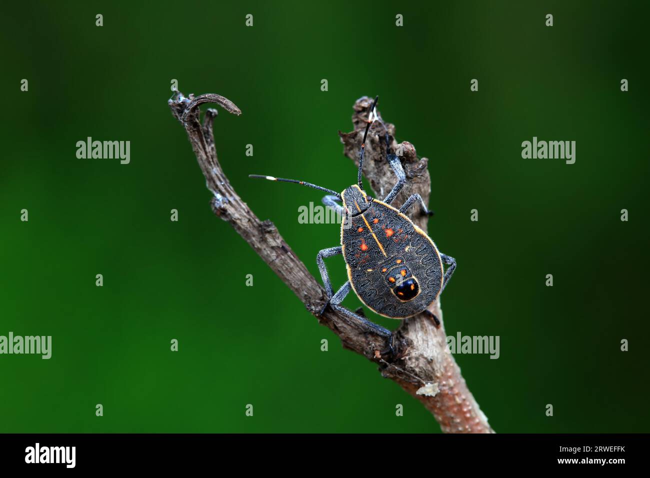 Hemiptera bugs in the wild, North China Stock Photo - Alamy