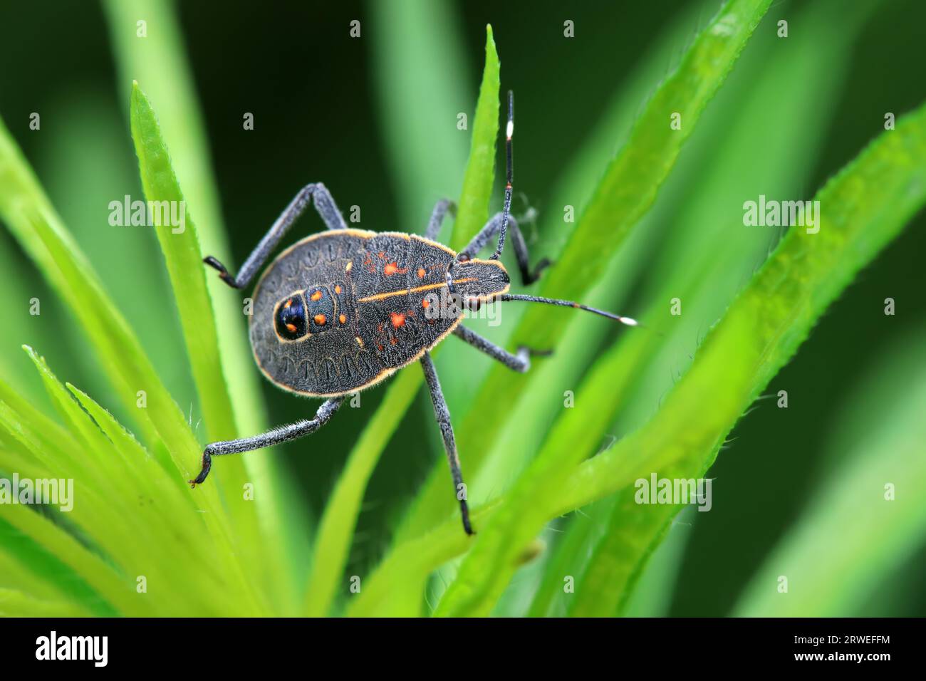 Hemiptera bugs in the wild, North China Stock Photo - Alamy